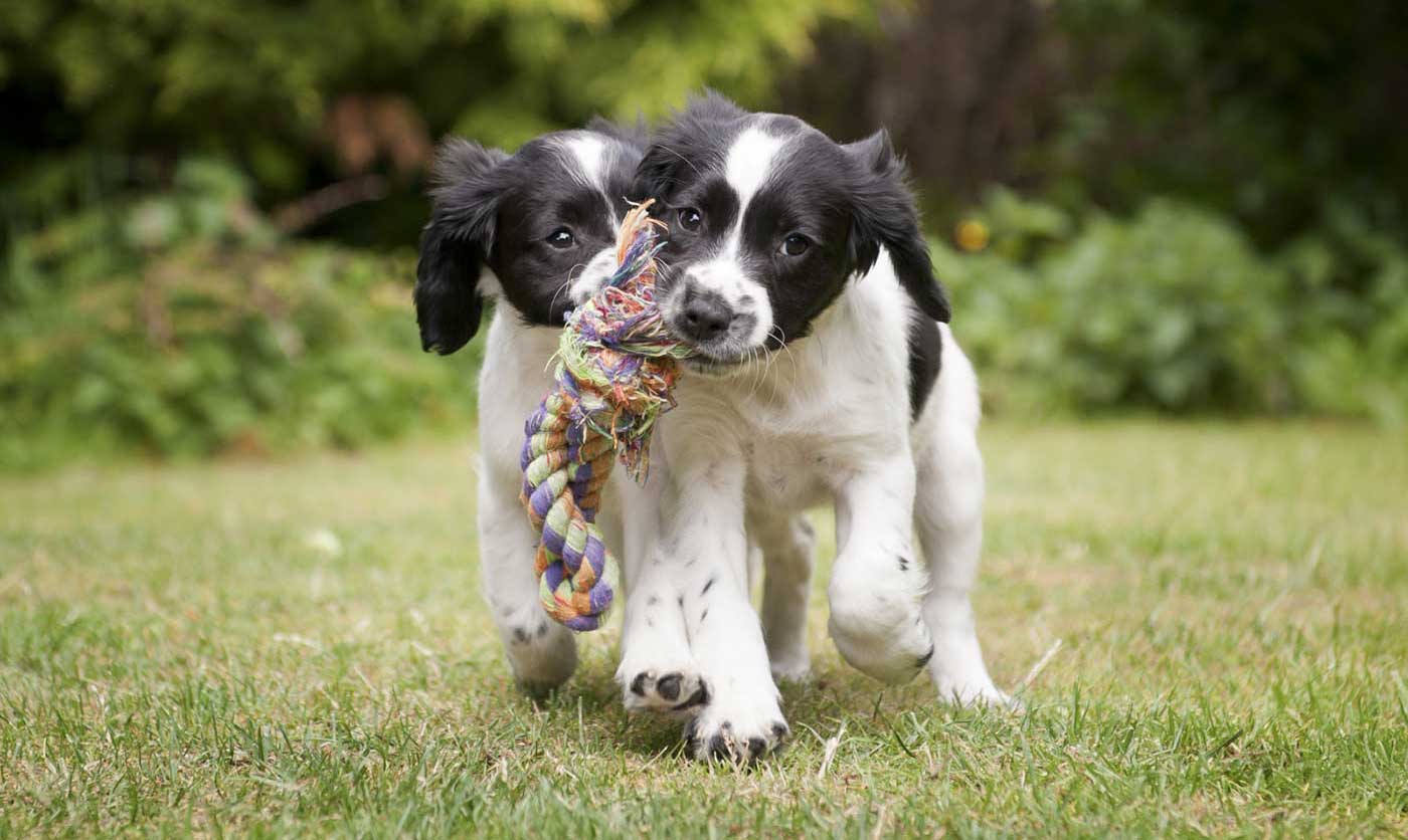 Puppy Training Why To Avoid The 4 Week Puppy School puppy-training-why-to-avoid-the-4-week-puppy-school