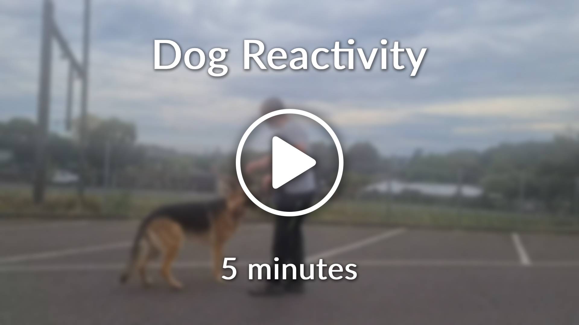 Dog reactivity training - mumudeath
